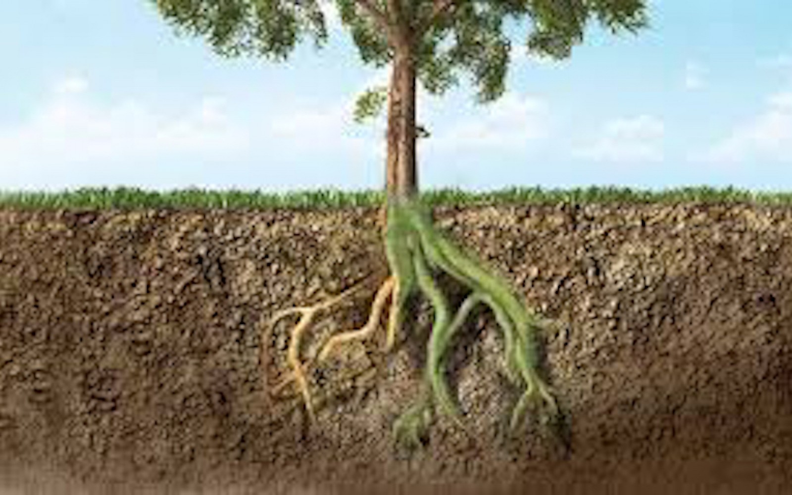 Bitki Kök Bölgesi Kongresi ve Türkiye’nin bilimsel araştırmalardaki ...