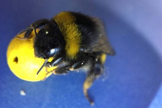 Dolly: 25 yıl önce büyük heyecan yaratan ilk klon koyun - Herkese Bilim ...