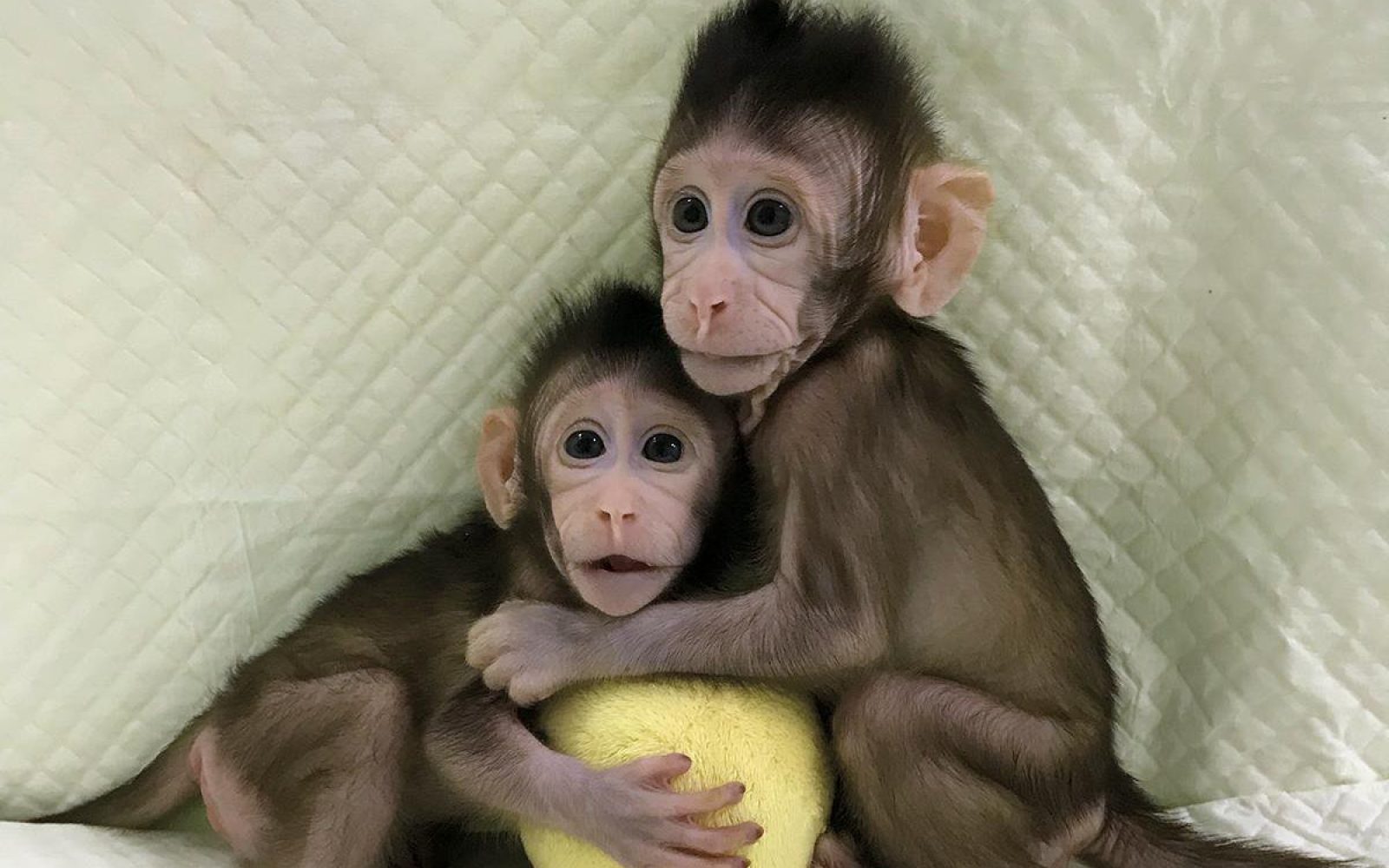 Koyun Dolly’de kullanılan teknik ile iki maymun klonlandı - Herkese ...