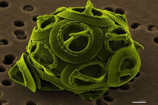 Dolly: 25 yıl önce büyük heyecan yaratan ilk klon koyun - Herkese Bilim ...