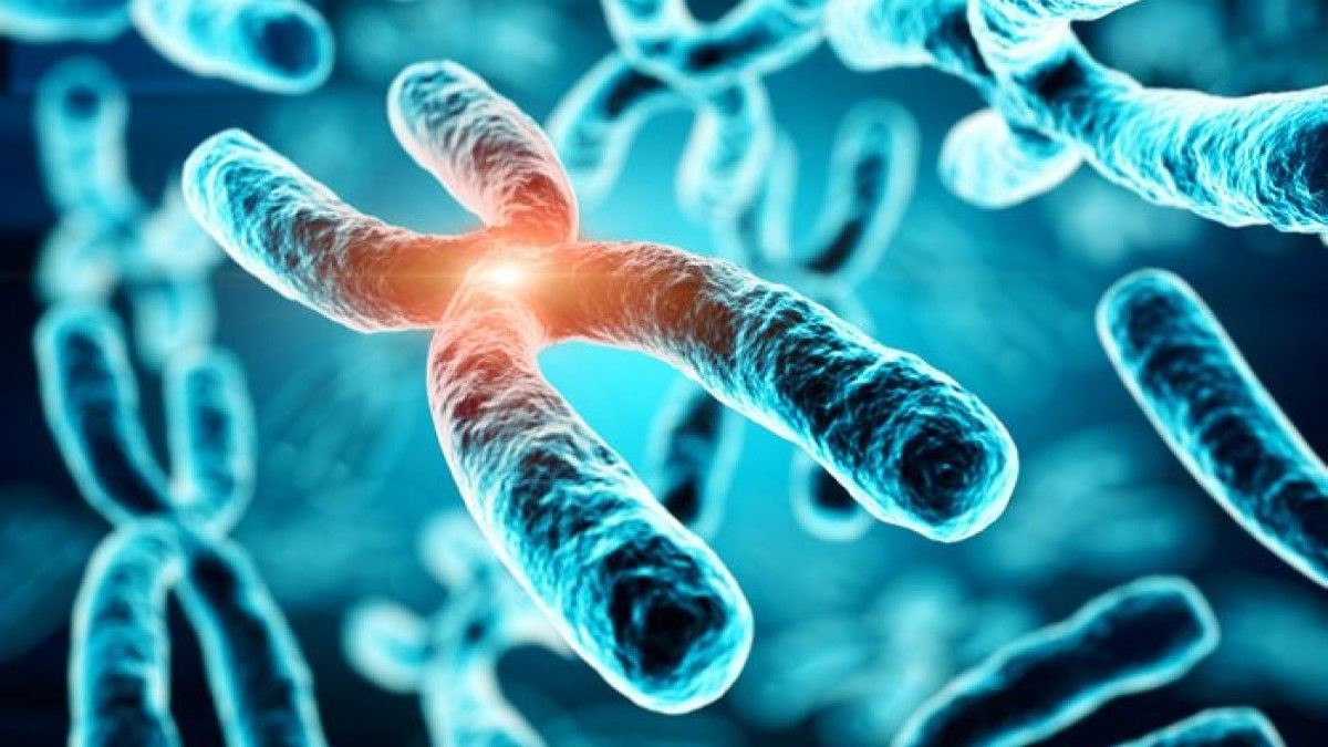 Kromozomlar 600 milyon yıldır hiç değişmemiş - Herkese Bilim Teknoloji