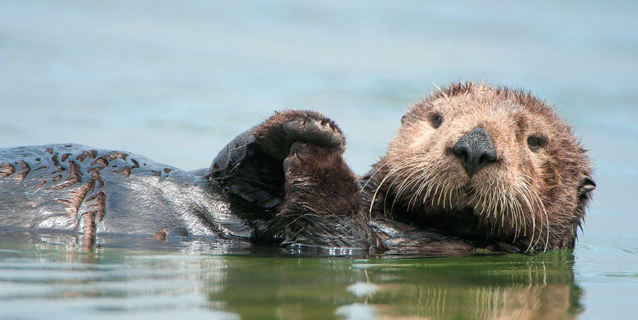 Su samuru: En sevimli su hayvanı - Herkese Bilim Teknoloji