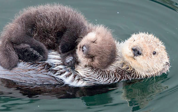 Su samuru: En sevimli su hayvanı - Herkese Bilim Teknoloji