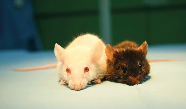 Genetiği Değiştirilmiş Ilk 10 Hayvan