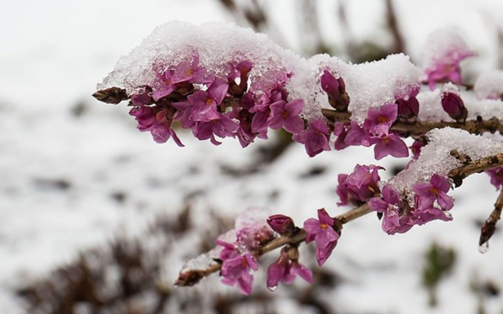İlkbahar karlarının sorumlusu bulundu - Herkese Bilim Teknoloji