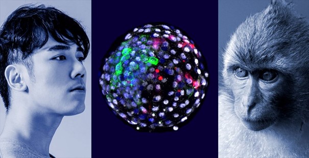 İnsan ve maymun hücreleriyle kimerik embriyo üretildi - Herkese Bilim ...