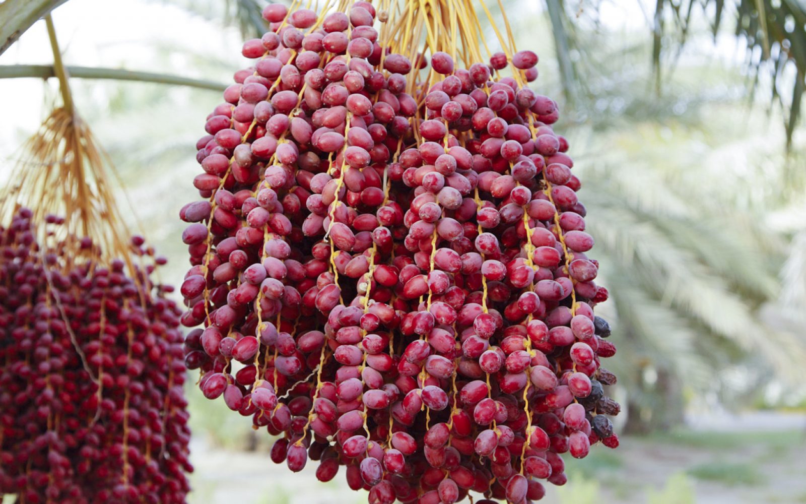 Hurma: 9 bin yıldır yiyoruz - Herkese Bilim Teknoloji