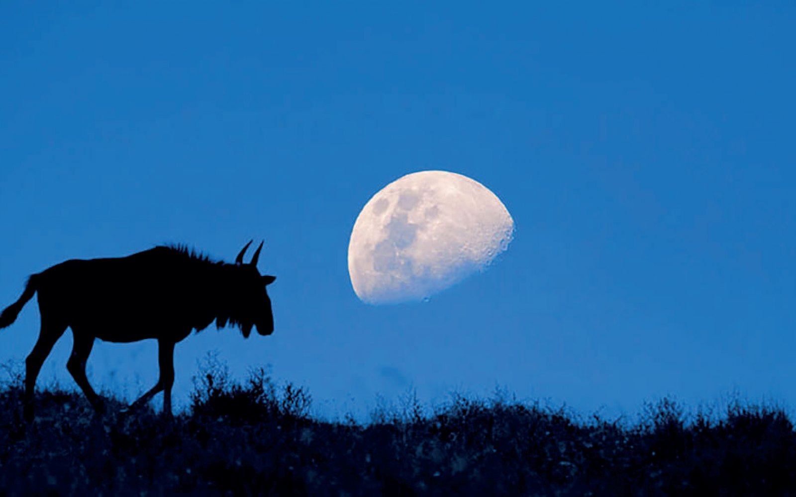 Ay ışığı hayvan davranışlarını nasıl etkiliyor? - Herkese Bilim Teknoloji