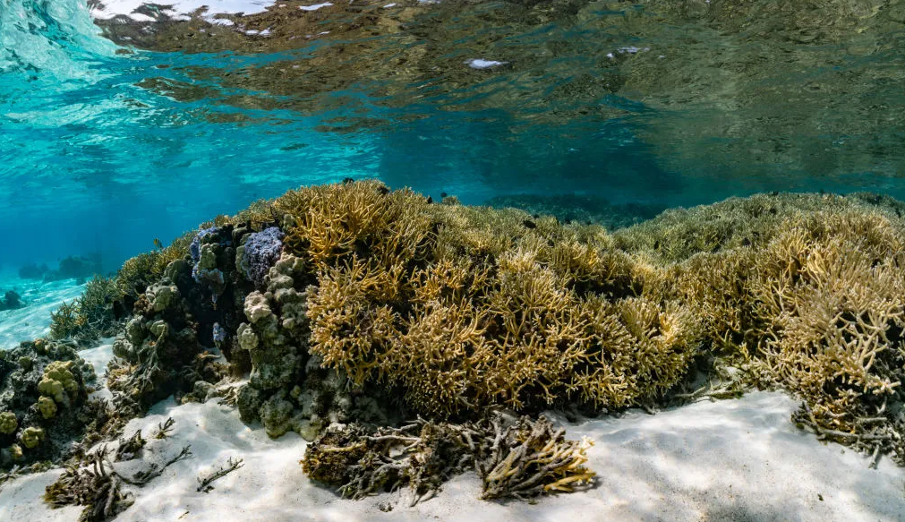 Okyanuslar, iklim değişikliğinde ne kadar önemli? - Herkese Bilim Teknoloji