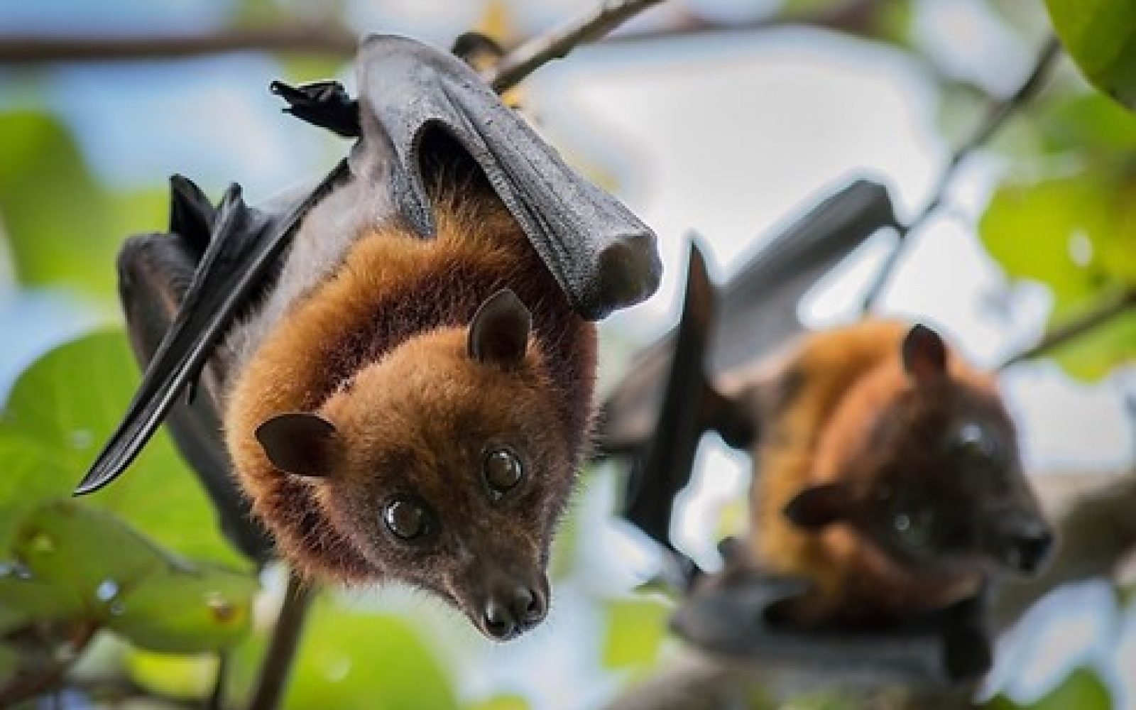 İnsan ve yarasa arasındaki temasın önlenebilmesi için bir model ...