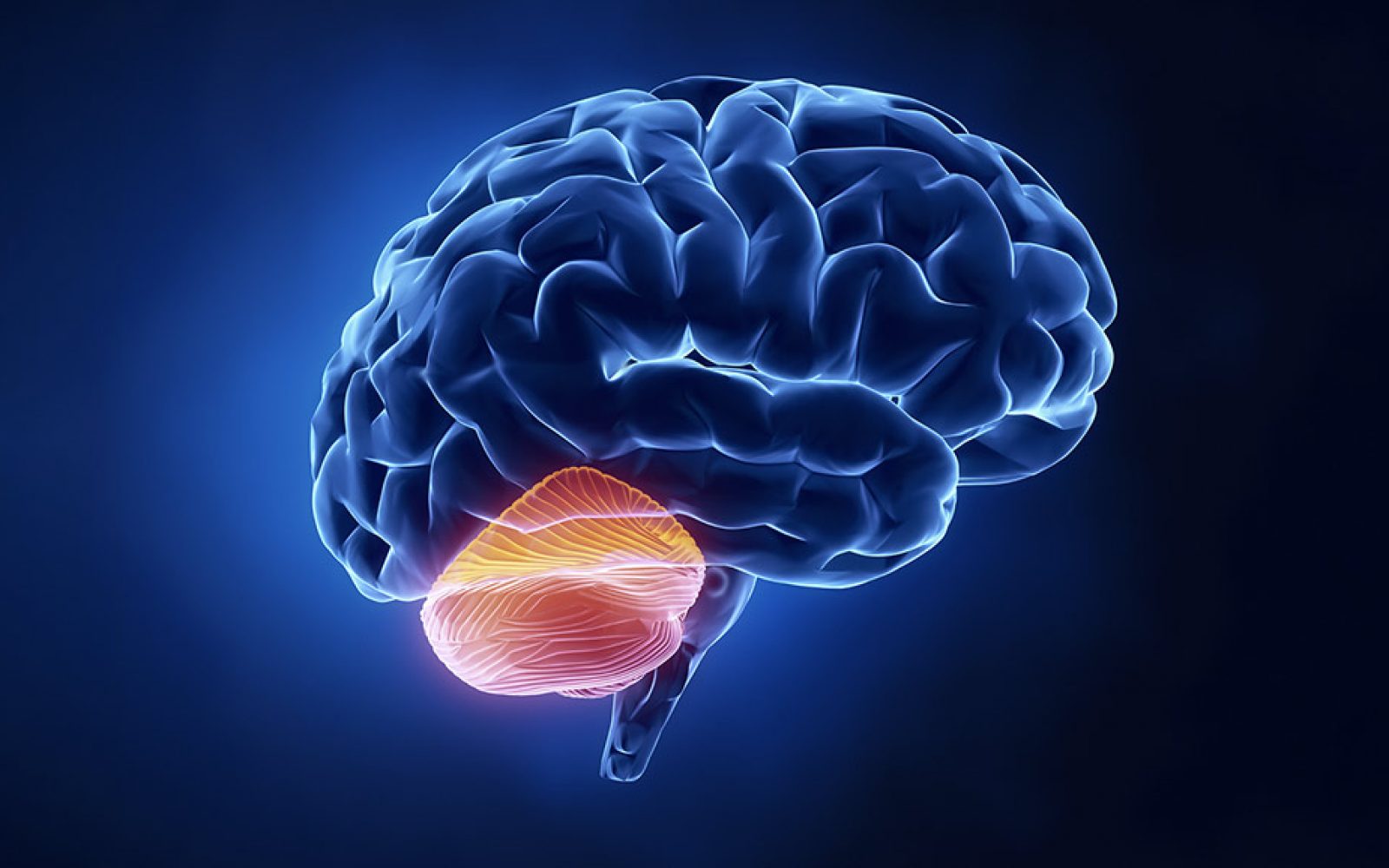 Beyinciğin bilinmeyen bir işlevi keşfedildi - Herkese Bilim Teknoloji