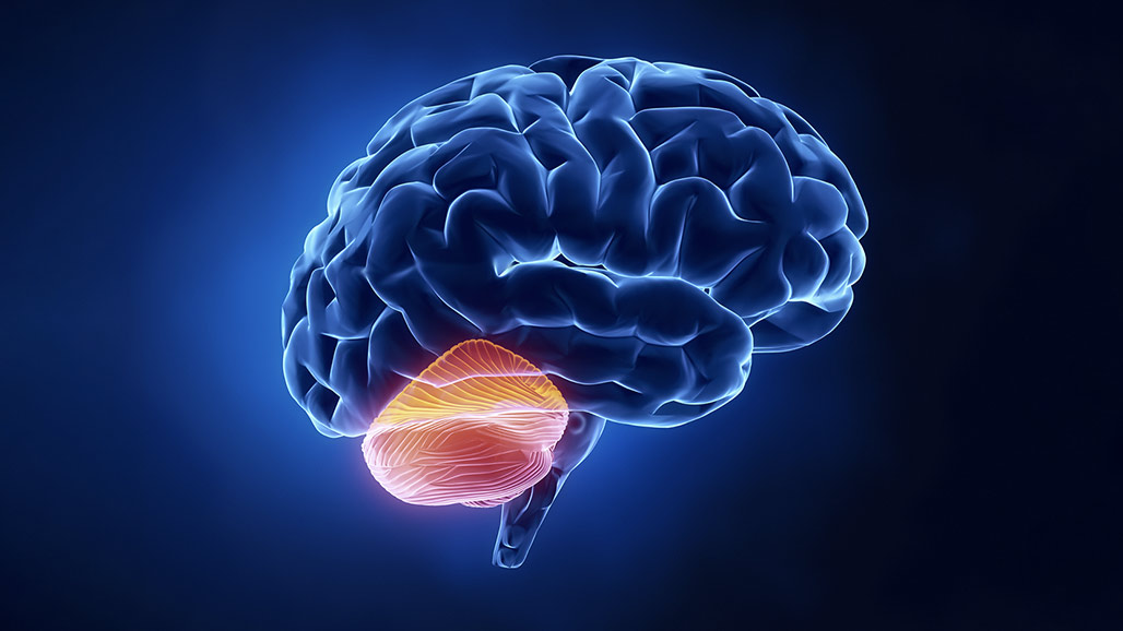 Beyinciğin bilinmeyen bir işlevi keşfedildi - Herkese Bilim Teknoloji