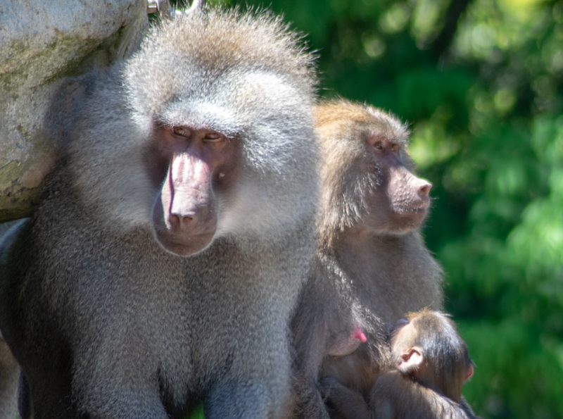 Sosyalleşme çocukluk travmasının izlerini silmiyor - Herkese Bilim ...