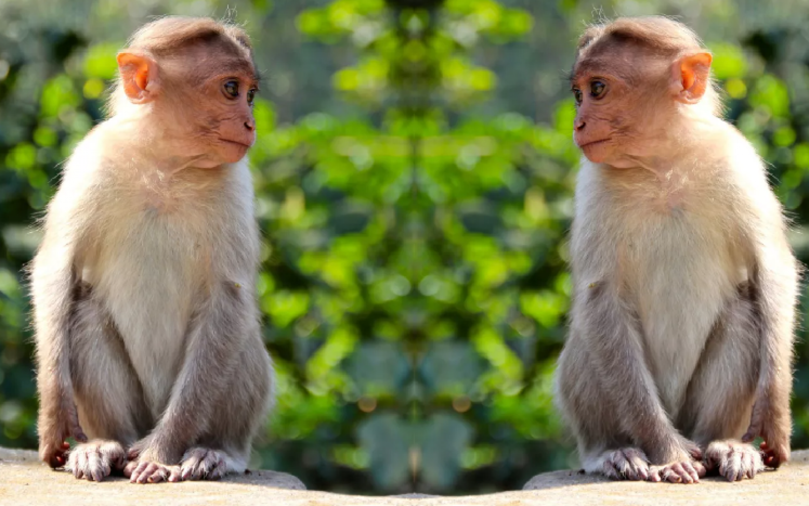 Hayvanlar aleminde de sosyal mesafe yaygın - Herkese Bilim Teknoloji