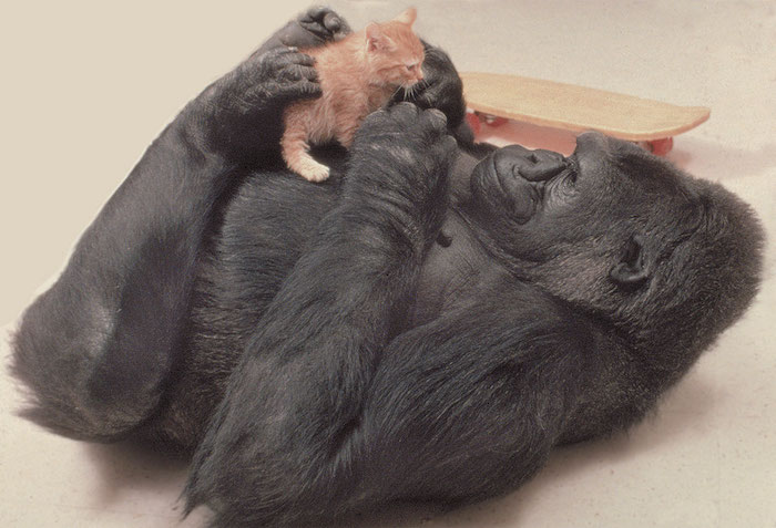 Hayvanların da insanlar gibi evcil hayvanları var mı? - Herkese Bilim ...